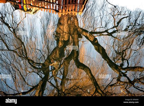 Tree Reflection Canal Hi Res Stock Photography And Images Alamy