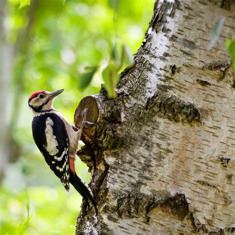 Aroma Abedul Marketing Olfativo