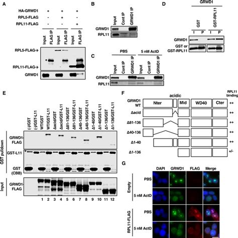Grwd1 Negatively Regulates P53 Via The Rpl11mdm2 Pathway And Promotes