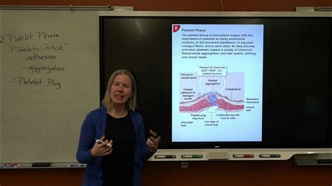 Platelets Youtube