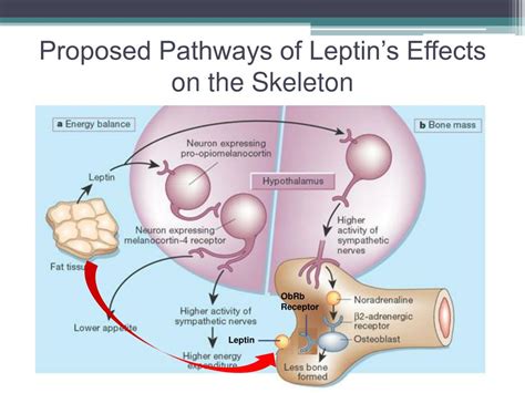 ppt characterizing the skeletal phenotype of db db mice powerpoint
