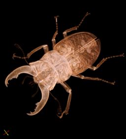 Packages ITK Wasm Documentation