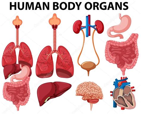 Diagrama De órganos En El Cuerpo Humano Modelo De Cuerpo Humano Con 7