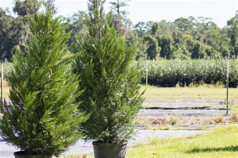 Leyland Cypress Root System