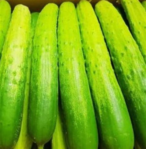 오이 한박스10kg 헬로마켓