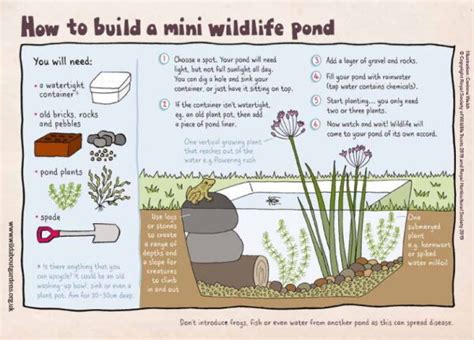 Pond Making Nature Chain