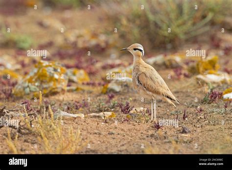 Cream Colored Courser Cursorius Cursor Foraging In The Arid Landscape Of Fuerteventura Spain