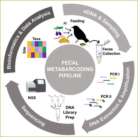 Fecal Metabarcoding Pipeline Experiment