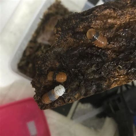 Crustáceos Terrestres Terrestrial Crustaceans