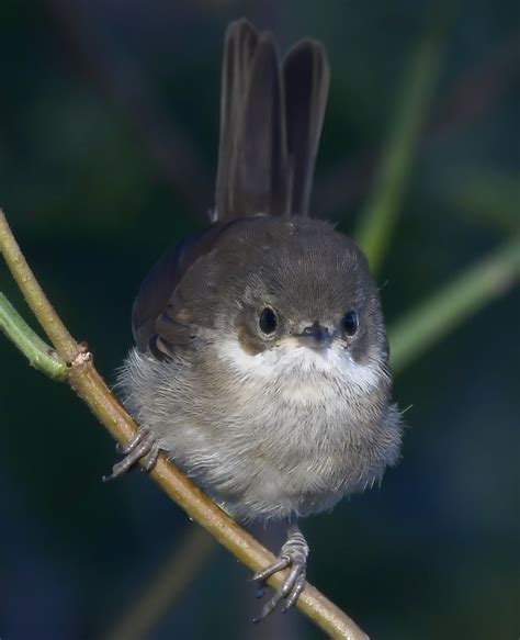 Brigit Strawbridge Howard On Twitter Bird Photo Twitter Howard