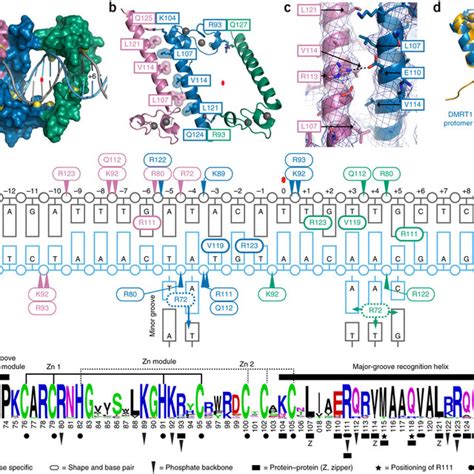 Major Groove Interactions And Use Of Multiple Dna Binding Modes By Dmrt