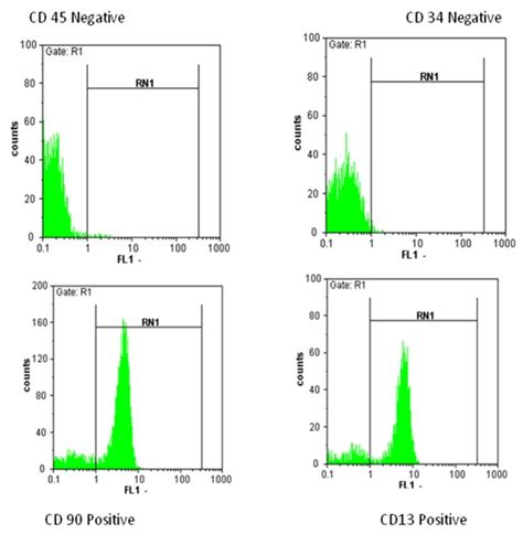 Flow Cytometry Analysis Of The Rabbit Bone Marrow Adherent Cells After Download Scientific