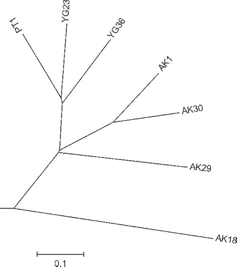 an unweighted pair group method with arithmetic mean upgma tree for