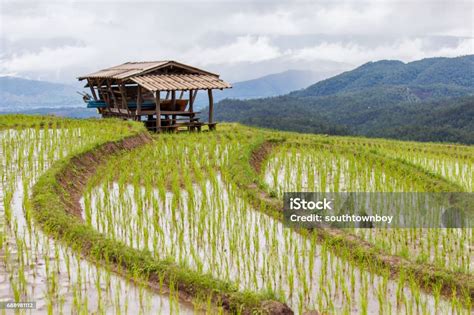 그린 계단식 논 Pa 테이블 Pieng 매 Chaem 치앙마이 태국 5월에 대한 스톡 사진 및 기타 이미지 5월 경관 계곡 Istock