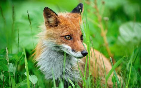 Fox Wallpapers Hd Wallpapers Id 11672