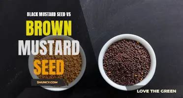 Exploring The Unique Appearance Of The Mustard Tree Shuncy