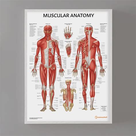 Musculoskeletal Anatomy Posters Anatomystuff