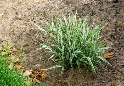 Variegated Ribbon Grass