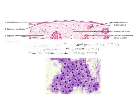 Lab Practical Flashcards Quizlet
