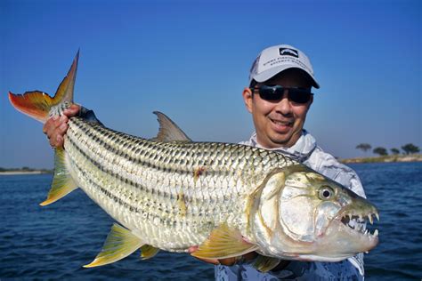 Catching Tiger Fish Zambezi At Lawrence Melson Blog