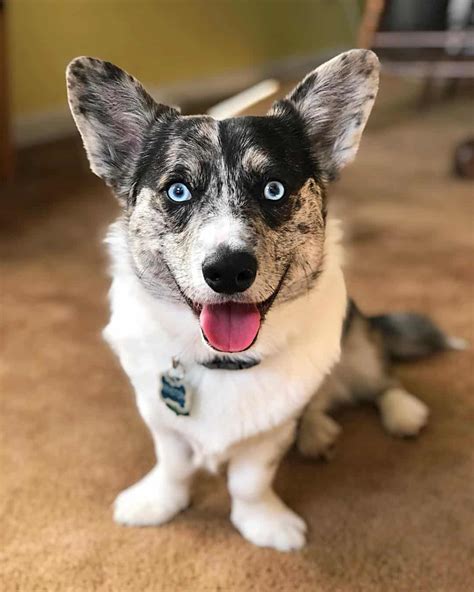 Corgi Husky Welpen
