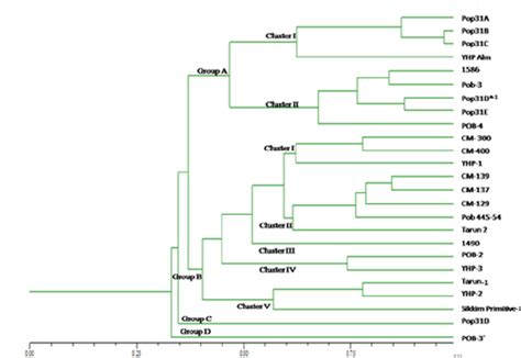 Dendrogram Of Selected Maize Genotypes Revealed By Upgma Cluster