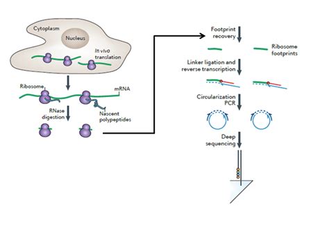 Genome Wide Ribosome Footprint Profiling