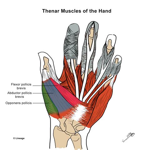 Muscles Of Thenar Eminence Captions Nature