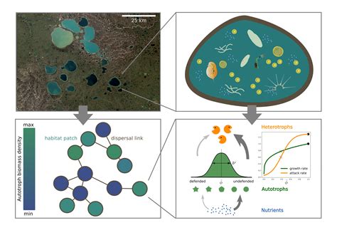 Self Organised Pattern Formation In Metacommunities Our Research