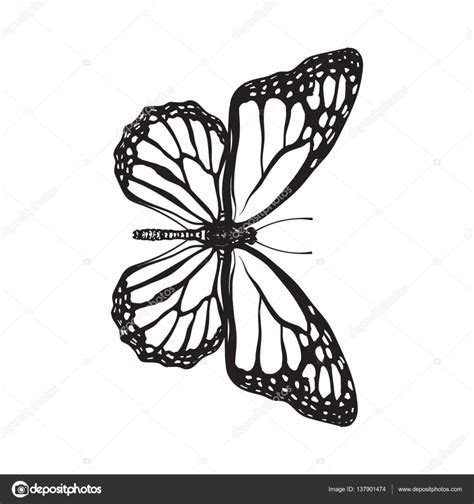 Monarch Butterfly Outline