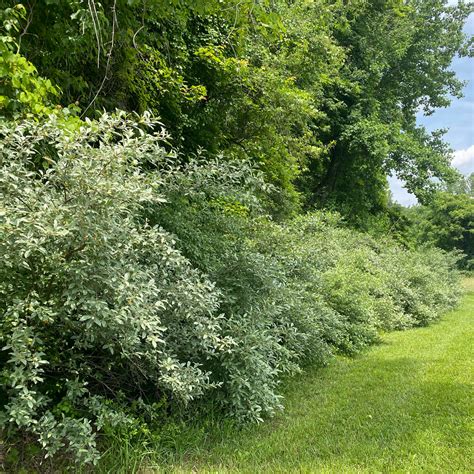 Invasive Plant Species Vics Tree Service Why We Should Worry