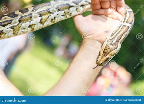 Head Of Reticulated Python In The Hands Of Man Stock Image Image Of Dangerous Reticulated