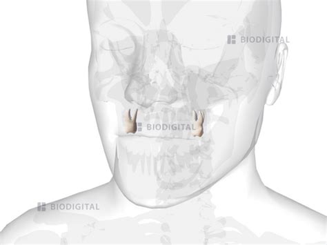 Maxillary Second Molar Biodigital Anatomy