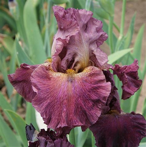 Reticulated Ruby Mid America Garden
