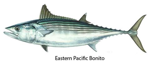 Eastern Pacific Bonito