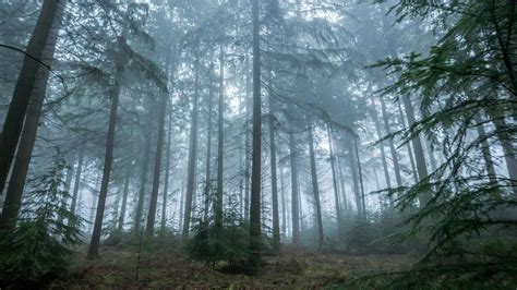 The True Story Of The 8 Year Old Who Spent Nearly A Week Lost In The Woods