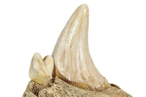 113 Fossil Cave Bear Ursus Spelaeus Lower Jaw Romania 243213