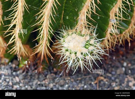 New Growth On Large Round Echinocactus Platyacanthus Giant Barrel