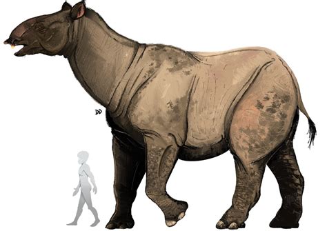 Paraceratherium Linxiaense By Astrapionte On Deviantart