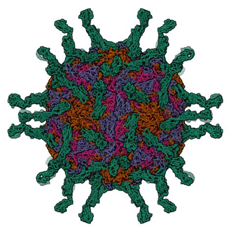 Polio Cell Structure