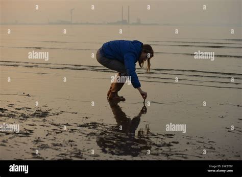 Razor Clam Picker Hi Res Stock Photography And Images Alamy