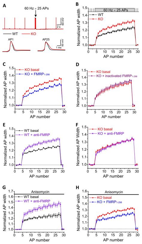 Fmrp Regulates Neurotransmitter Release And Synaptic Information Transmission By Modulating