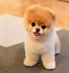 Las Mejores 17 Ideas De Perros Chinos Perros Chinos Perros Razas De