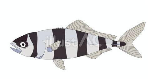 ブリモドキイラスト No 25231730｜無料イラスト・フリー素材なら「イラストac」