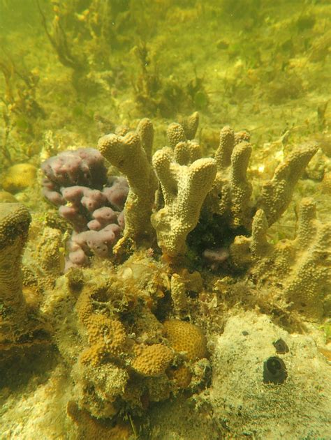 Ncbs Intern Report Seagrass Monitoring And Assessment Ufifas Nature Coast Biological Station