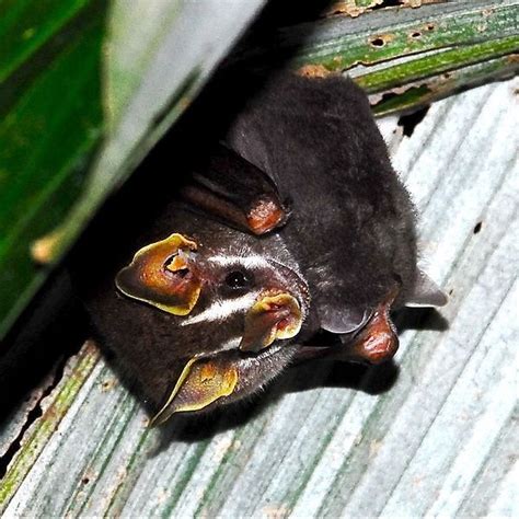 How Do Bats Hear All About Echolocation