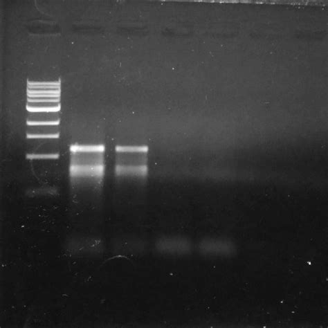 Pdf Improved Ctab Method For Rna Extraction Of Thick Waxy Leaf Tissues From Sago Palm