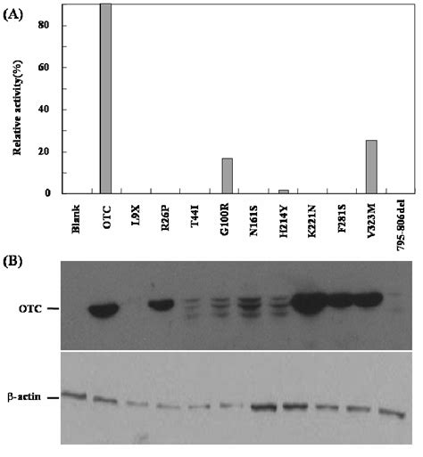A Enzyme Activity Of The Mutant Otc Proteins Analyzed By Hplc The Otc
