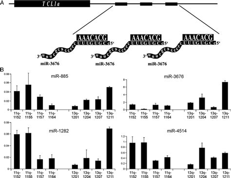micrornas targeting three consecutive repeats within tcl1 3′utr a