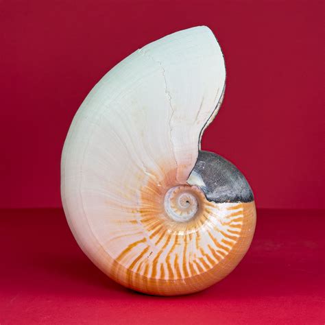 Allonautilus Scrobiculatus Shell 19 Cm Height Latiaxis